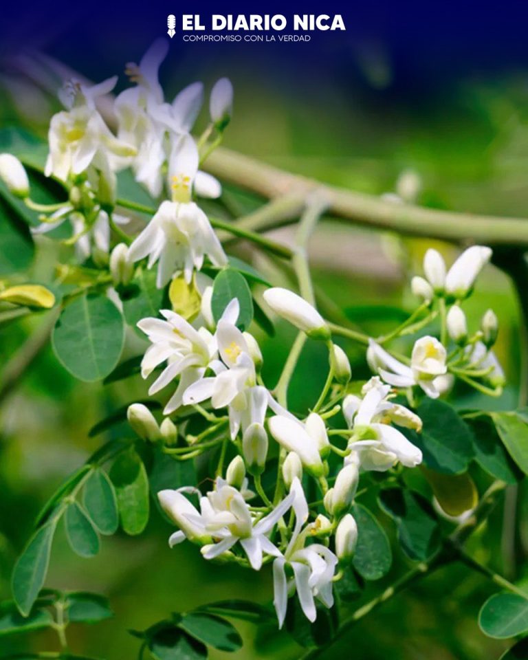 INTA imparte nueva alternativa a base de marango - El Diario Nica