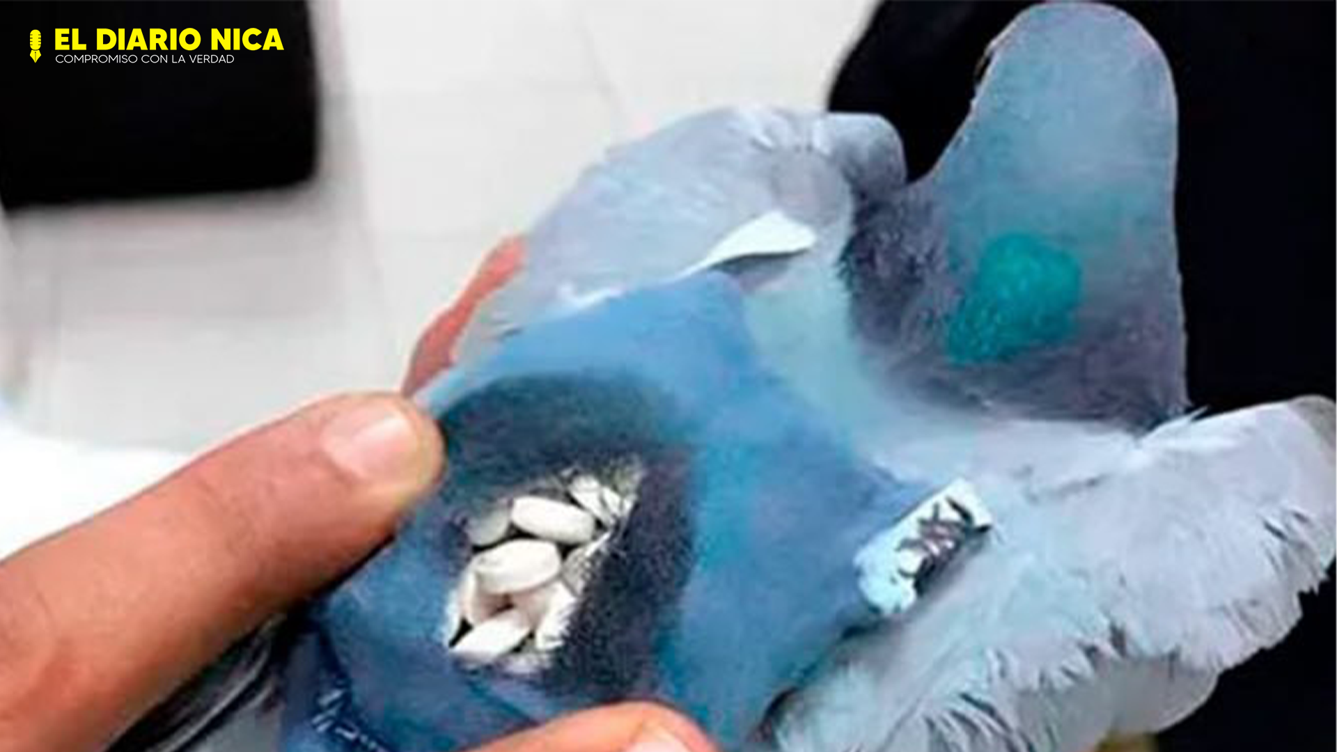 Narco Paloma fue detenida por transportar droga - El Diario Nica