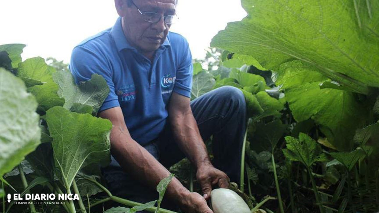 Técnicas agroecológicas para cultivo del pipián - El Diario Nica