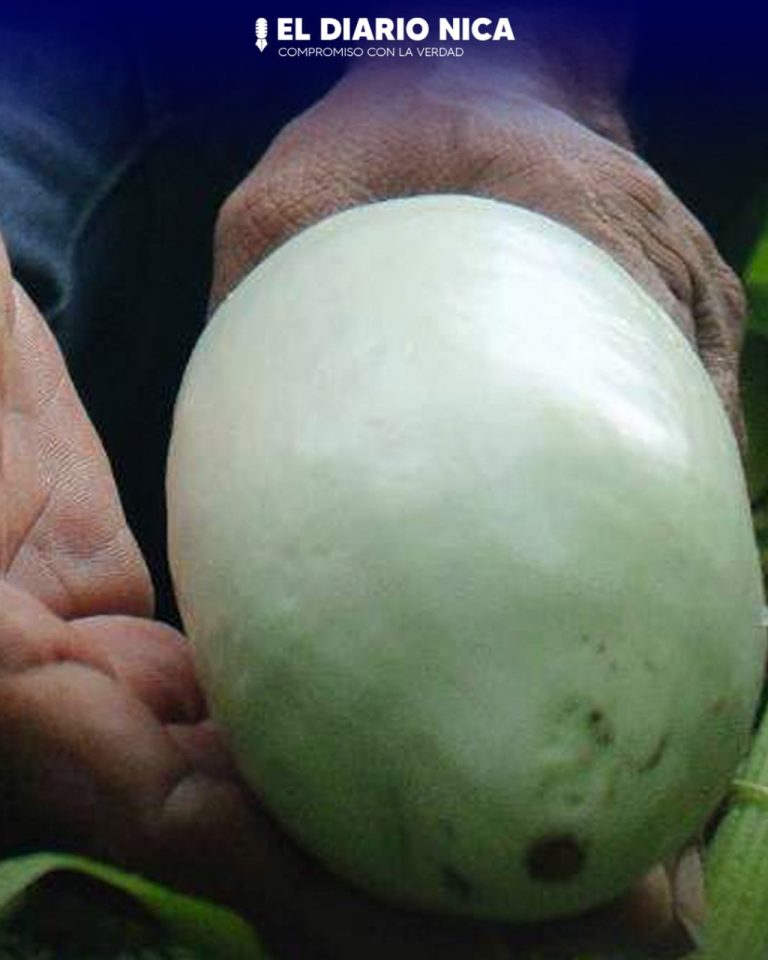 Técnicas agroecológicas para cultivo del pipián - El Diario Nica