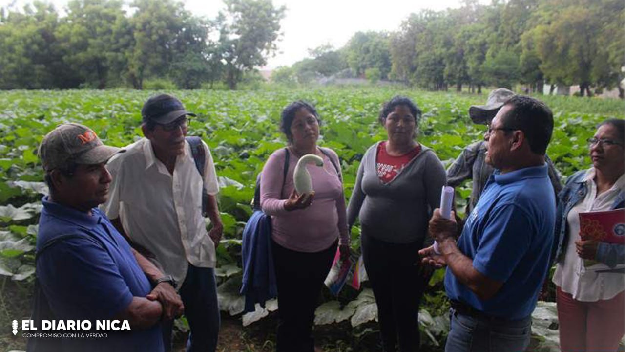 Técnicas agroecológicas para cultivo del pipián - El Diario Nica