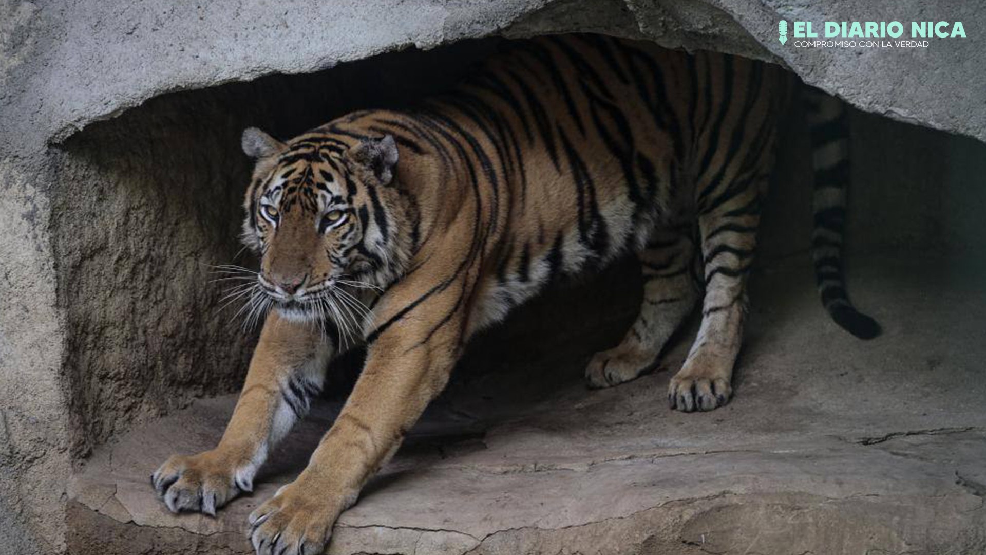 Zoológico Nacional de Nicaragua - El Diario Nica