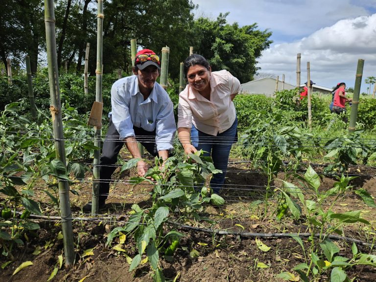 La Chiltoma: Un Tesoro Culinario y Medicinal de Nicaragua - El Diario Nica
